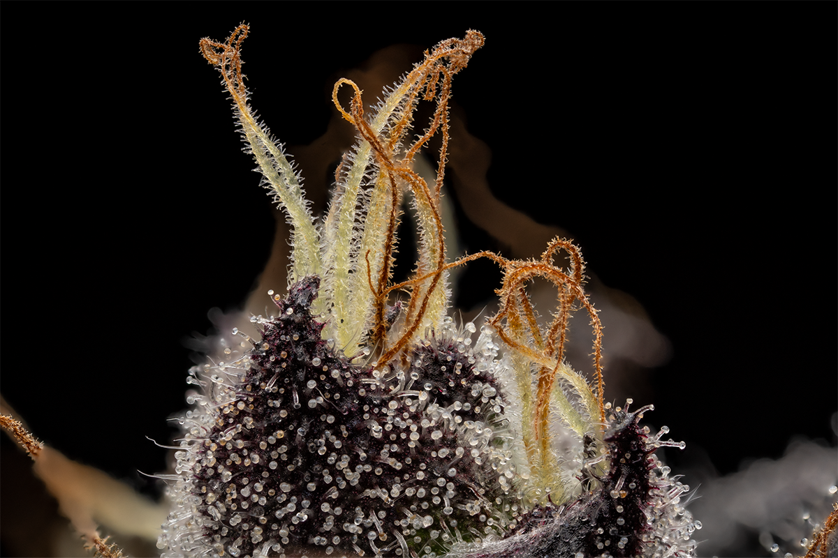 Cannabis Photography: A Budding Business Grows in Hard Times | Rangefinder